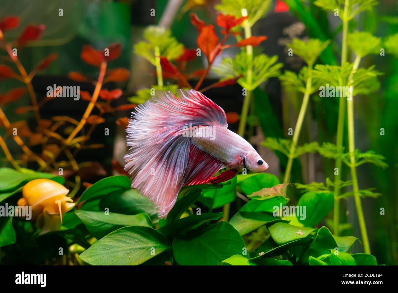 Pink Betta Fish in aquarium Stock Photo - Alamy