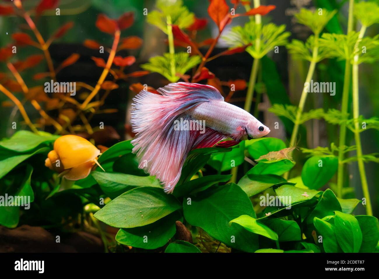 Pink Betta Fish Tank