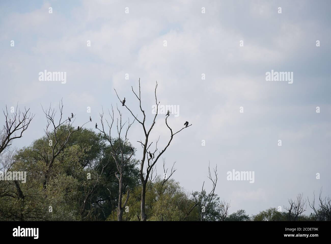 Low angle shot of crows sitting on dead tree branches Stock Photo - Alamy