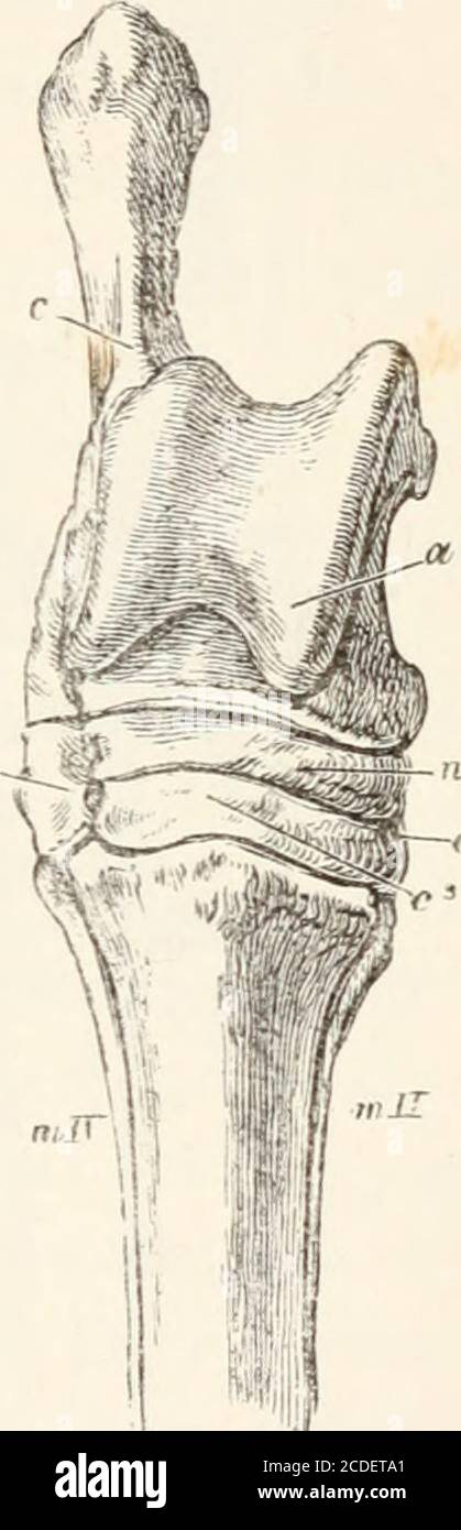 Metatarsal of horse hi-res stock photography and images - Alamy
