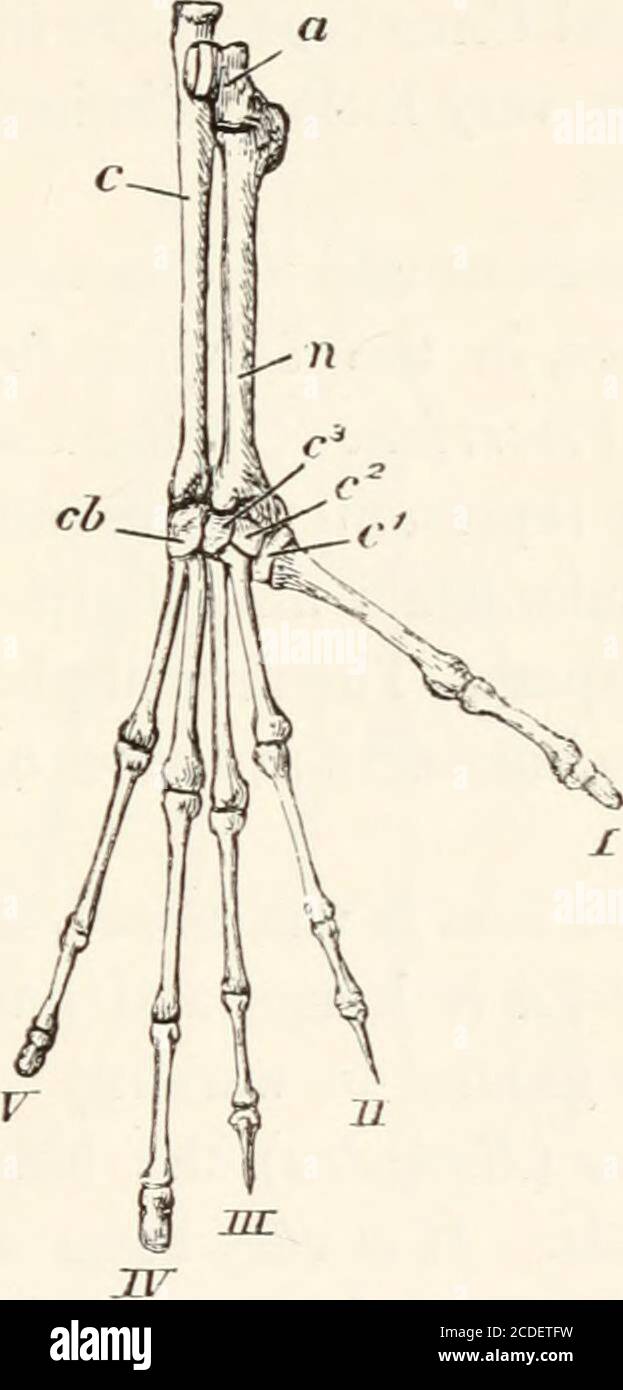 Sesamoid bones hi-res stock photography and images - Alamy