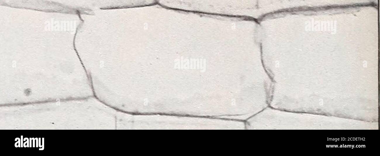 . The structure and development of crown gall : a plant cancer Stock ...