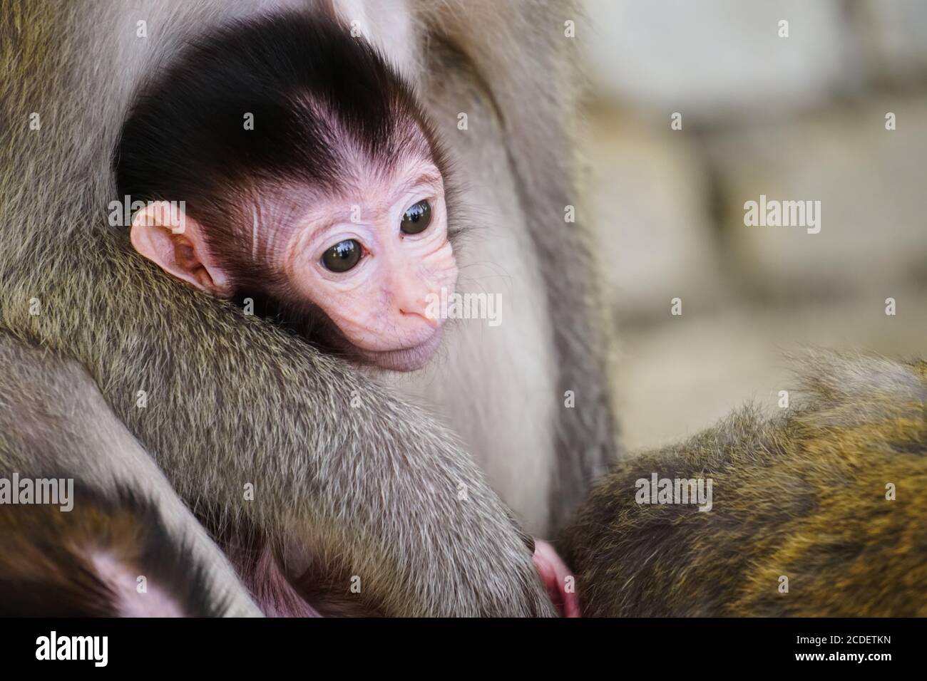 Close up cute baby vervet monkey with her mother Stock Photo - Alamy