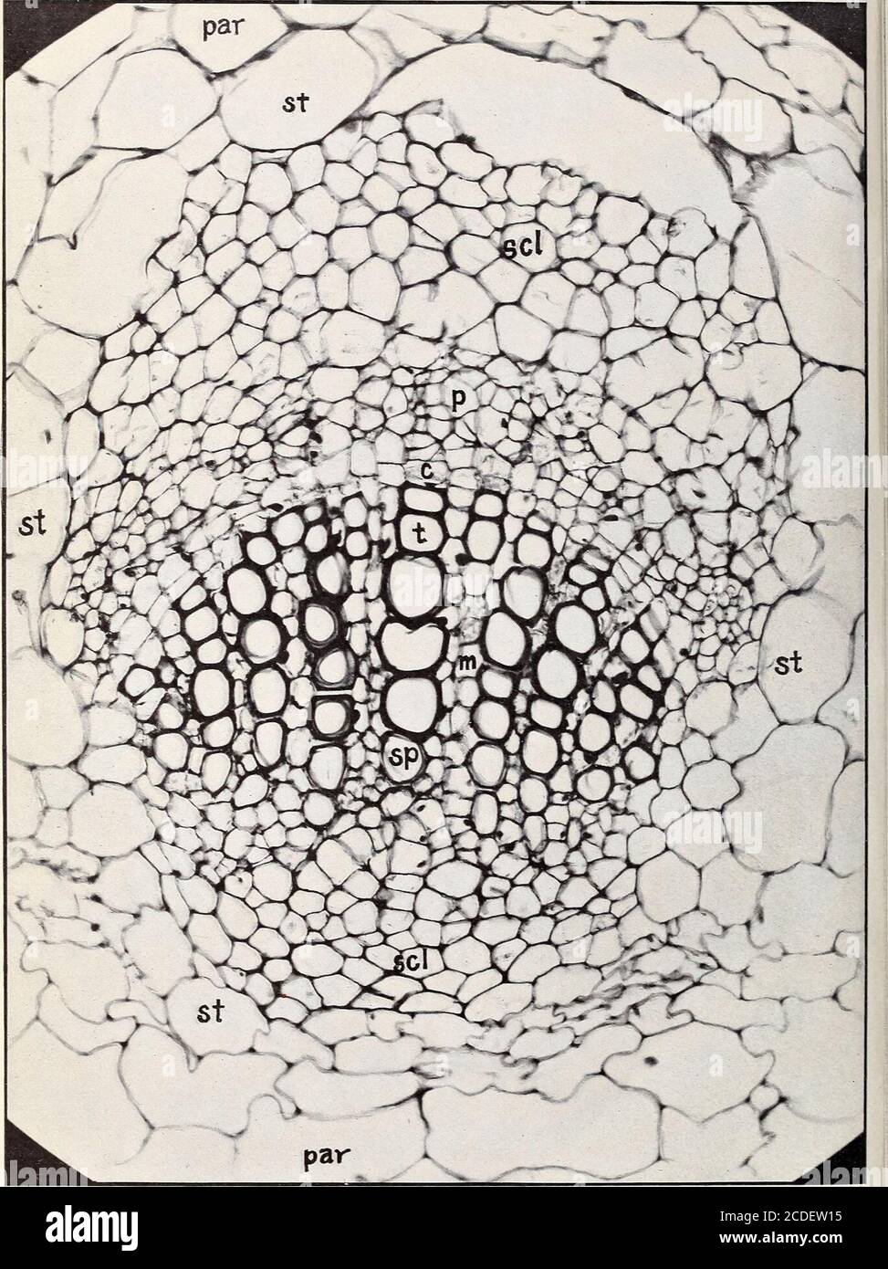 . The structure and development of crown gall : a plant cancer . Daisy ...