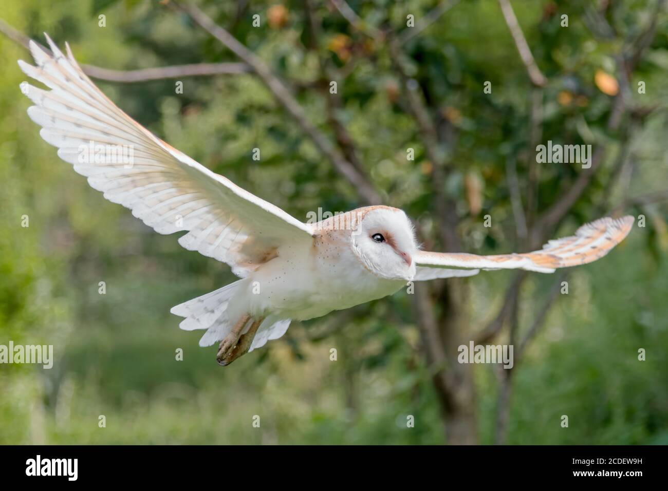 Animal wild bird owl barn sunset hi-res stock photography and images ...