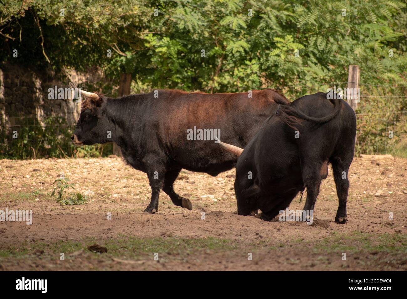 Two bulls on a hi-res stock photography and images - Alamy
