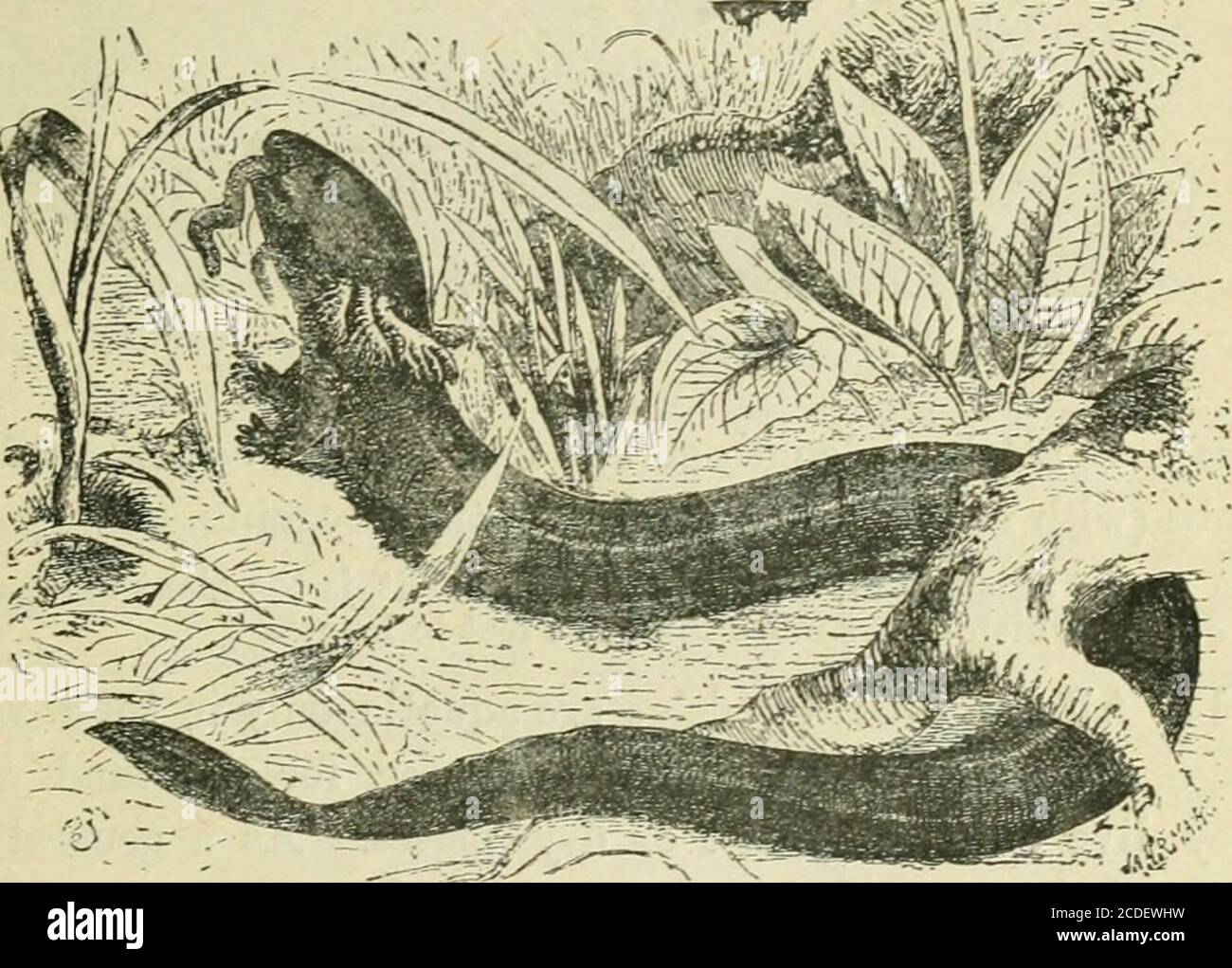 Proteus proteus anguinus hi-res stock photography and images - Alamy