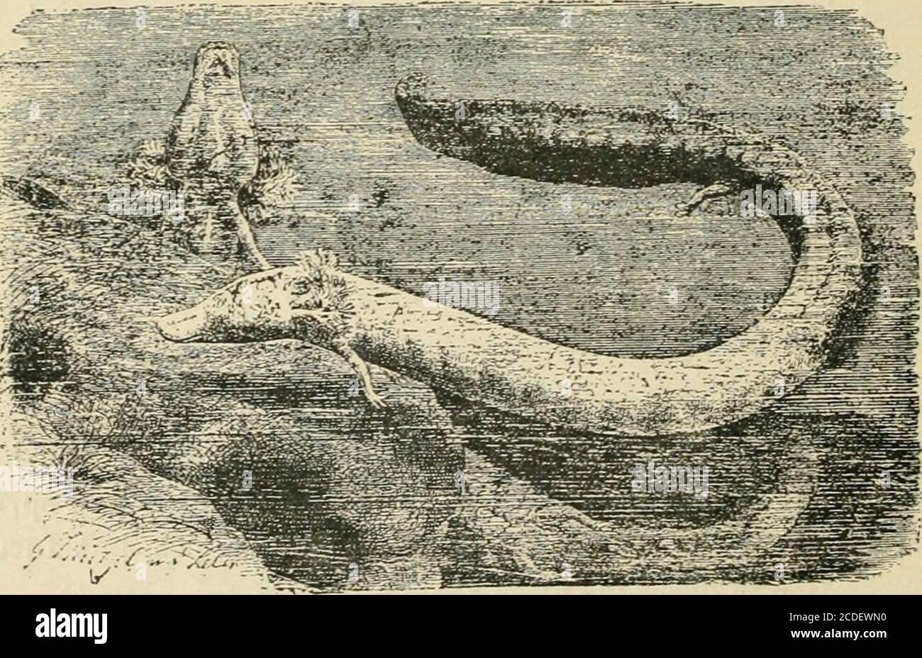 Gymnophiona hi-res stock photography and images - Alamy