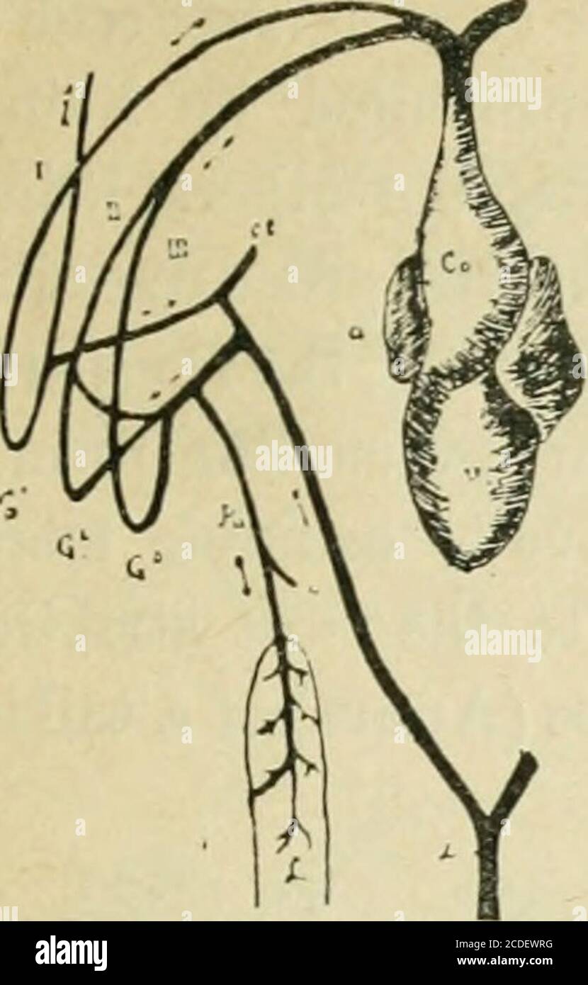 . An introduction to zoology : for the use of high schools . en the two ...