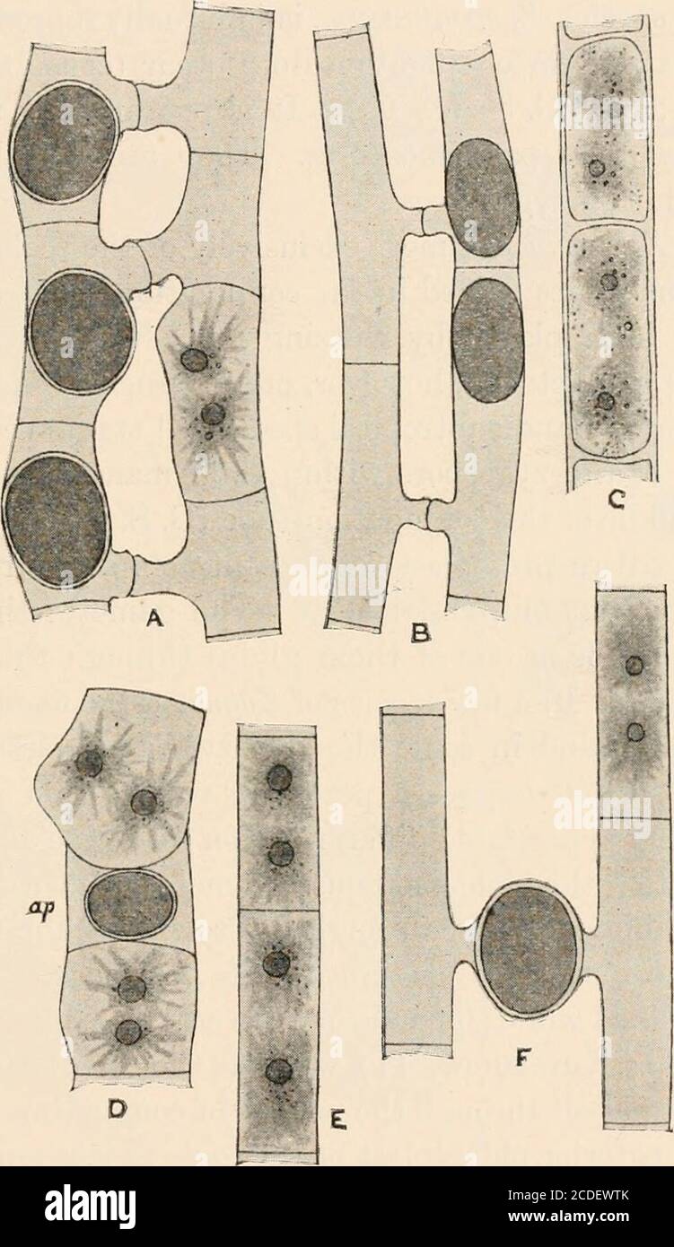 Zygnema leiospermum hi-res stock photography and images - Alamy