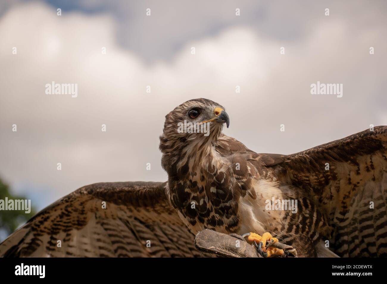 Closeup shot of a hawk with open wings for flight Stock Photo - Alamy
