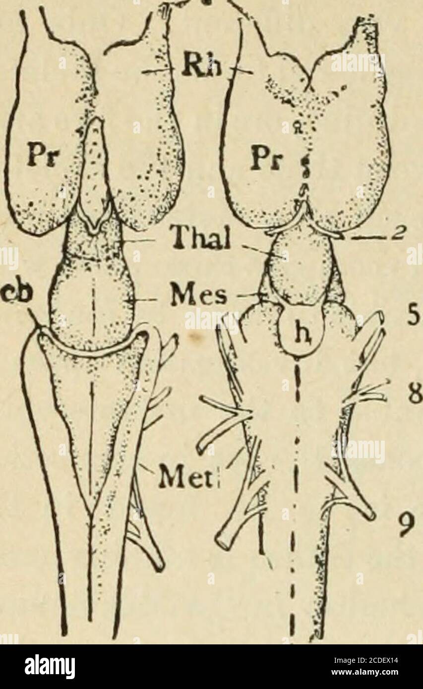 Typical Vertebra Of Frog