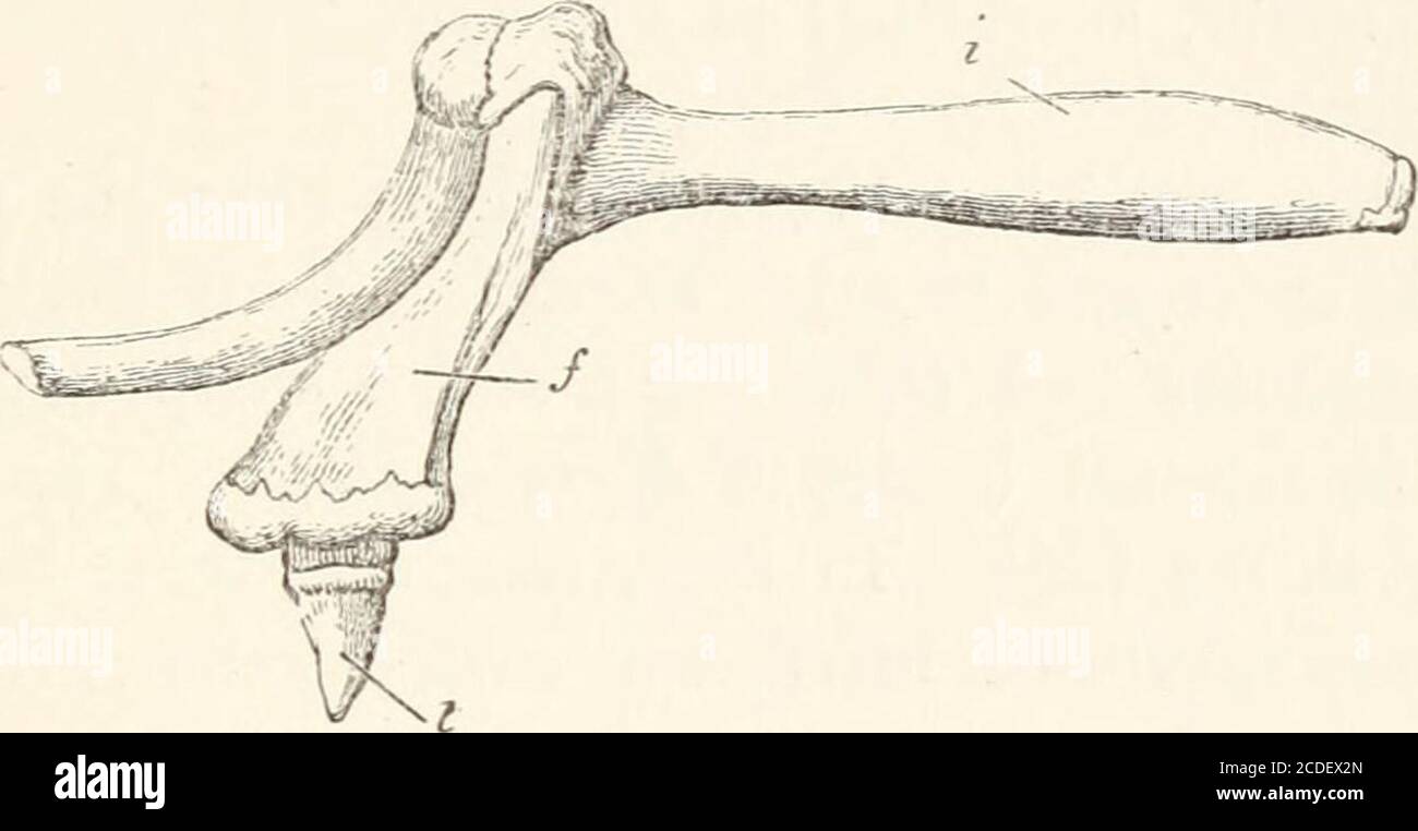 Styloid Process Of Tibia