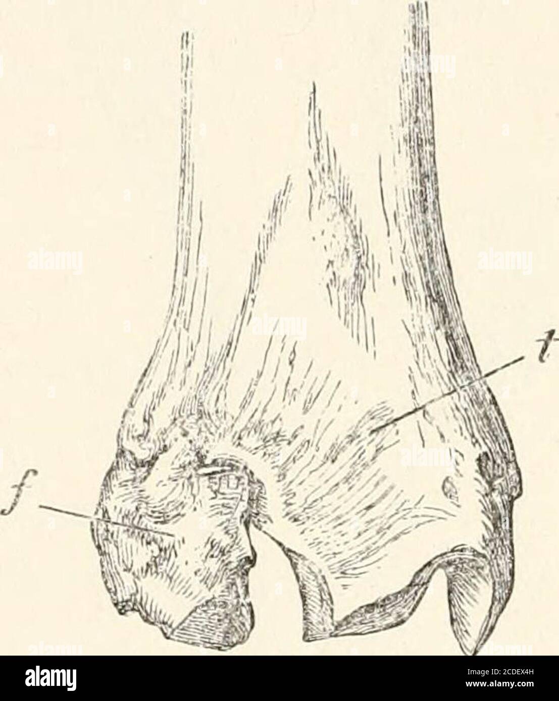 . An introduction to the osteology of the mammalia . ; t great ...