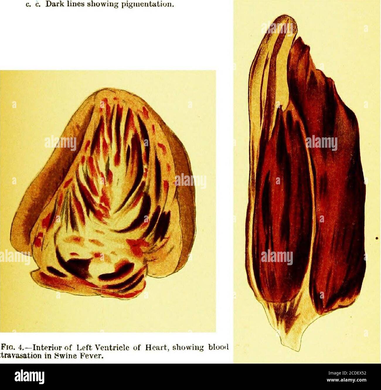 . A practical guide to meat inspection . Pioj 1.—Broachial (Mediastinal ...