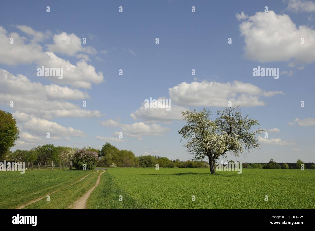 Field path with flowering tree Stock Photo - Alamy