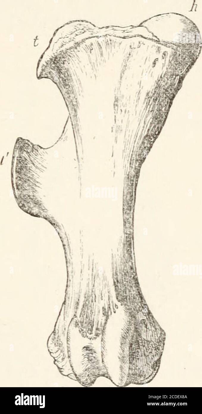 Fibula Forms High Resolution Stock Photography and Images - Alamy