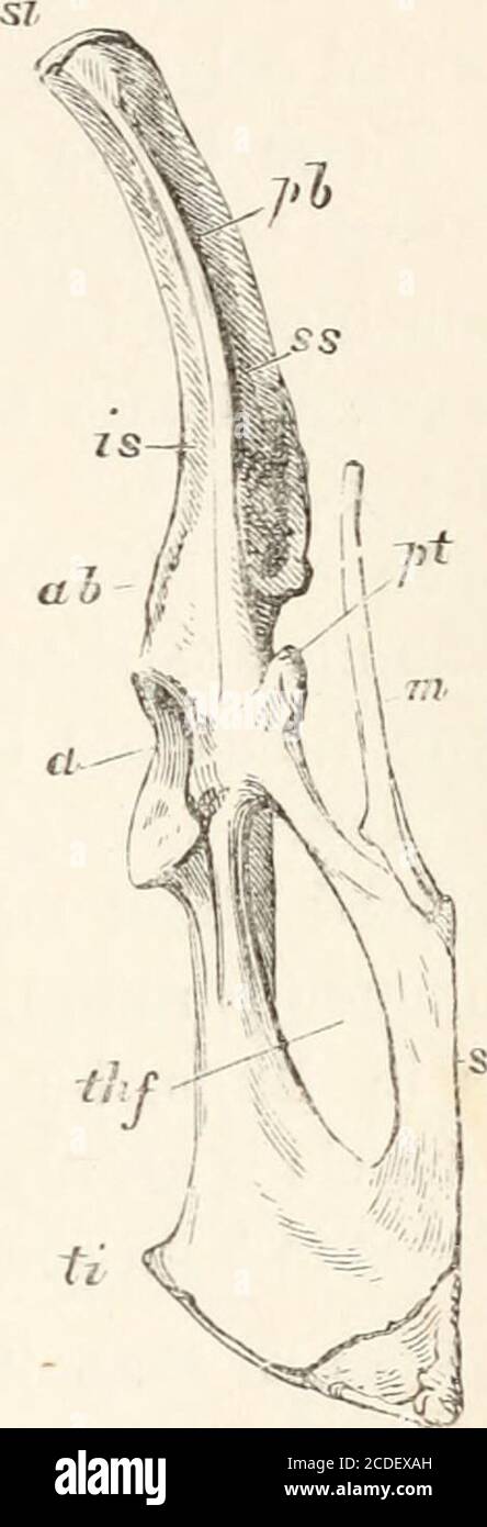 Gluteal tubercle hi-res stock photography and images - Alamy