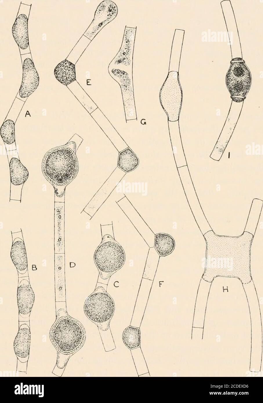 Gametangium hi-res stock photography and images - Alamy
