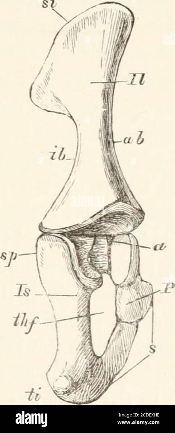 . An introduction to the osteology of the mammalia . ,end. The upper ...