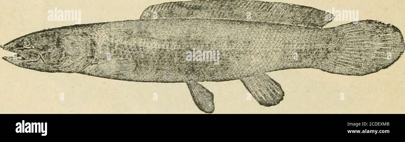 . An introduction to zoology : for the use of high schools . Fig. 49 ...