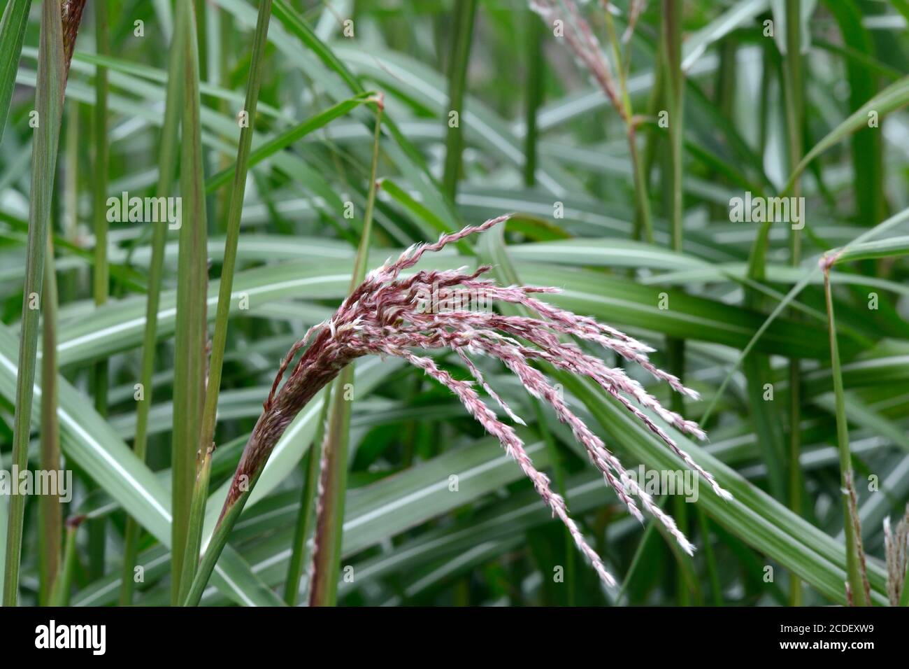 Autumn Red Maiden Grass