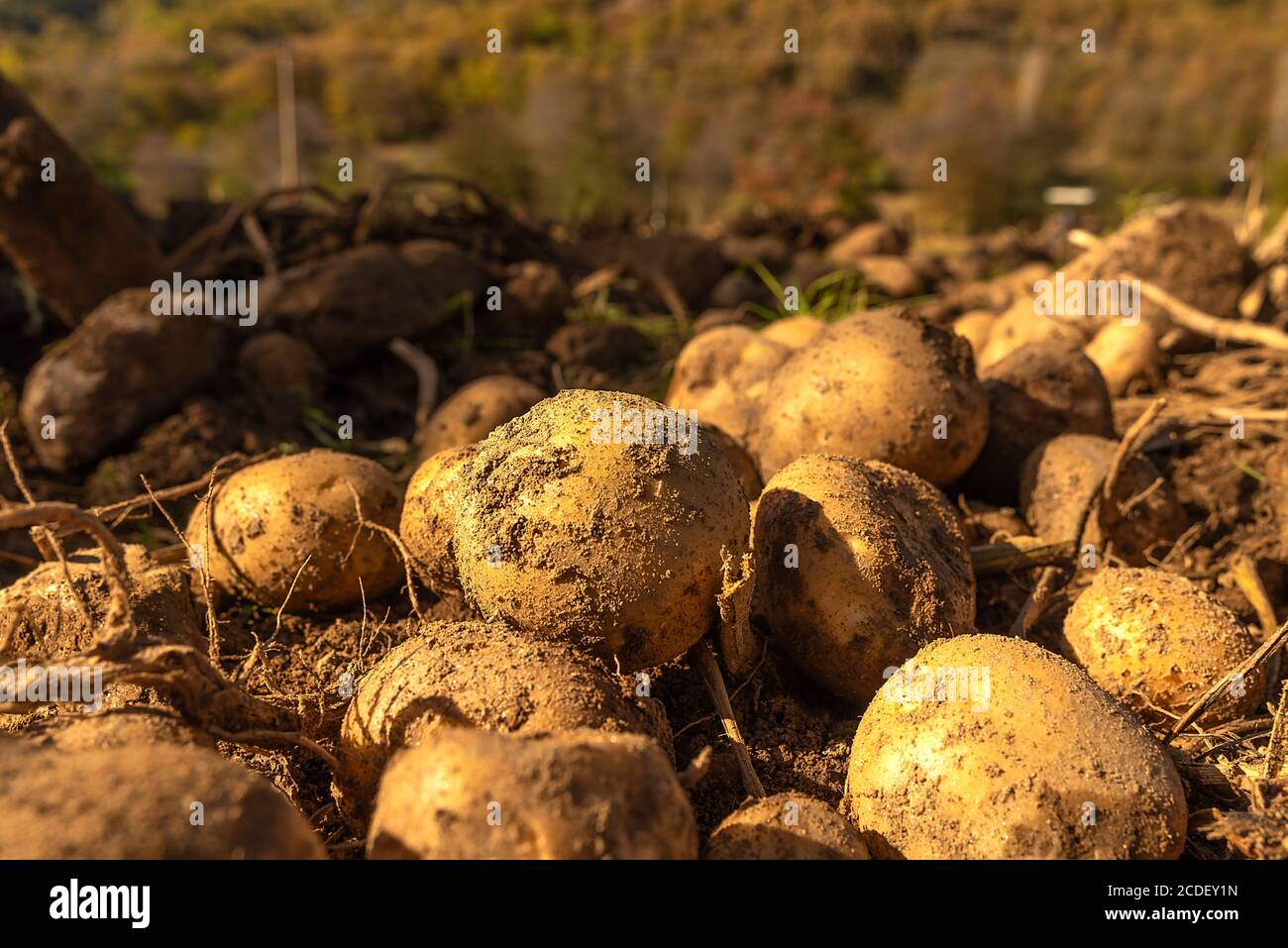 Potato field and workers working in the harvest Stock Photo - Alamy