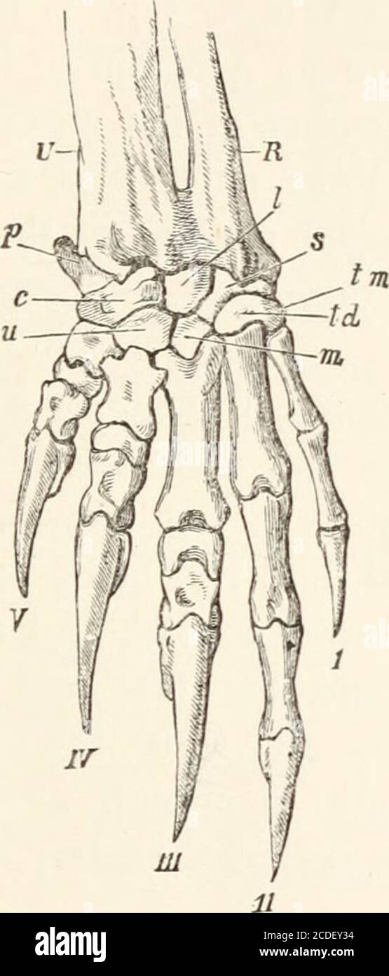 Phalanges Numbering