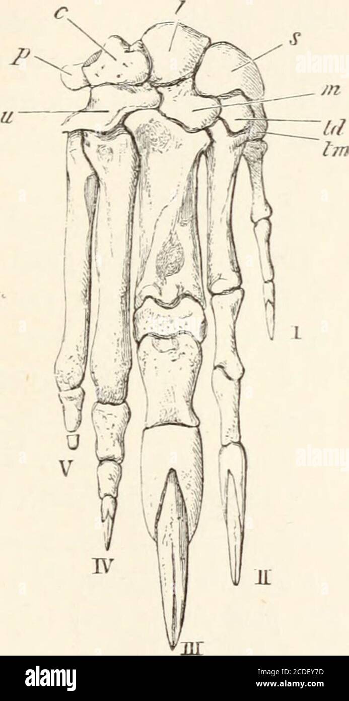 . An introduction to the osteology of the mammalia . n XVI.] EDENTA TA ...