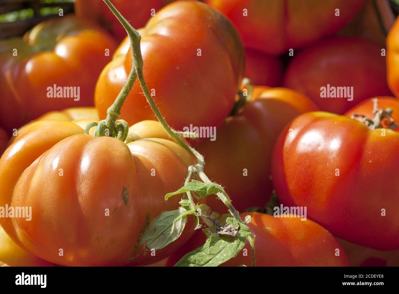 Many green tomatoes solanum hi-res stock photography and images - Alamy