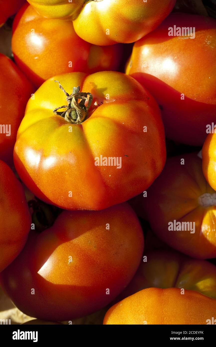 Many green tomatoes solanum hi-res stock photography and images - Alamy