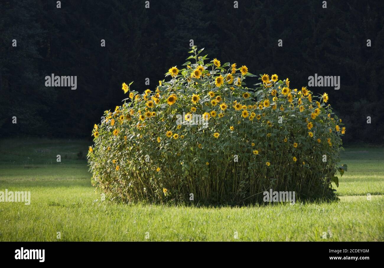 Many sunflowers hi-res stock photography and images - Alamy