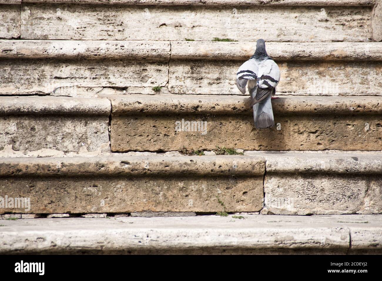 Pigeon pigeon steps on stairs Stock Photo - Alamy