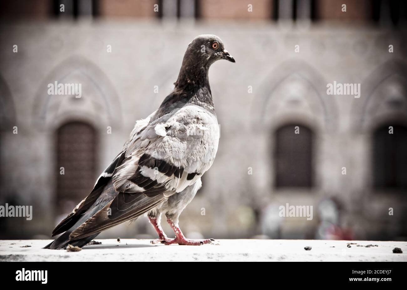 Columbidae hi-res stock photography and images - Alamy