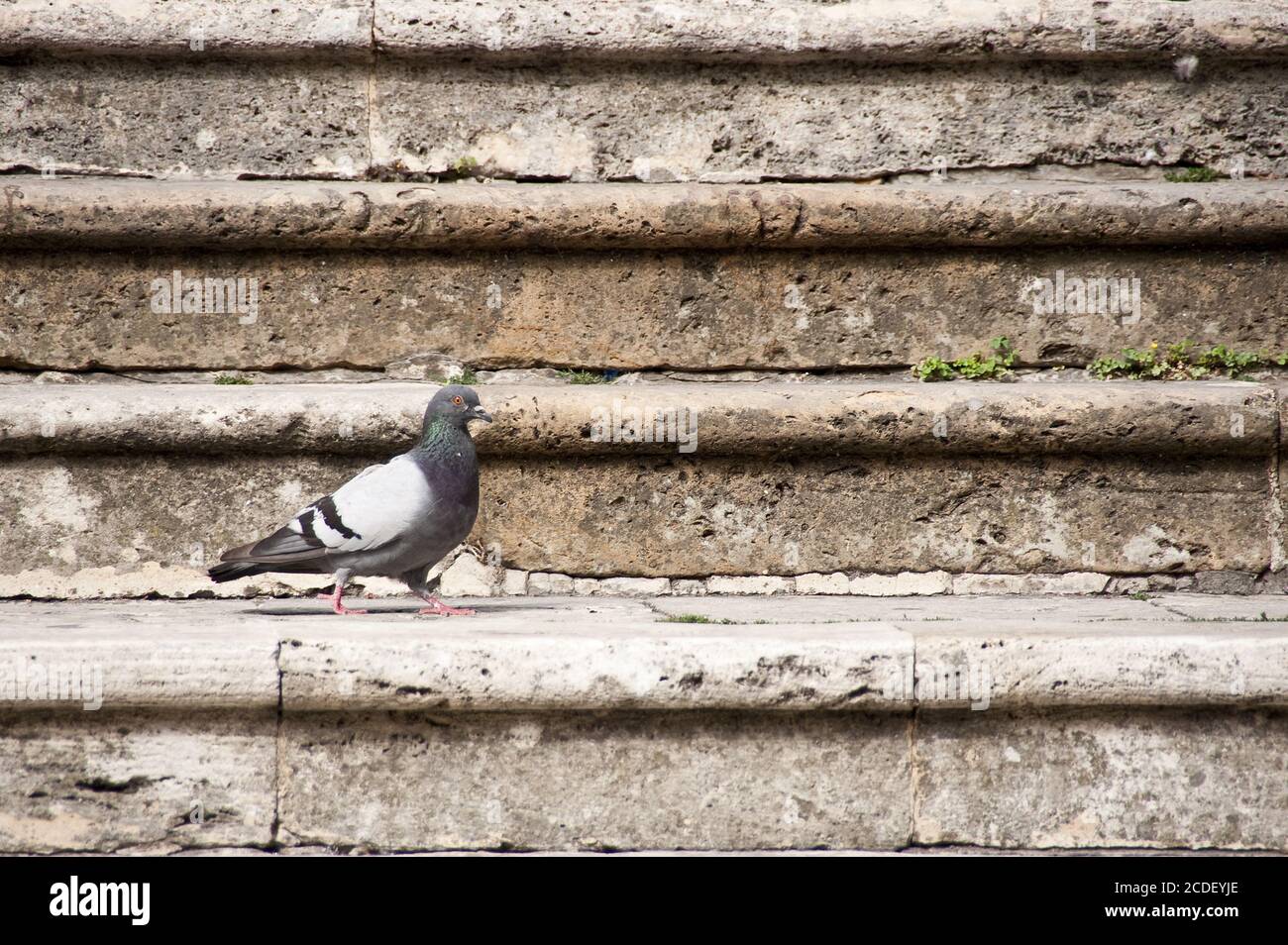 Pigeon pigeon steps on stairs Stock Photo - Alamy