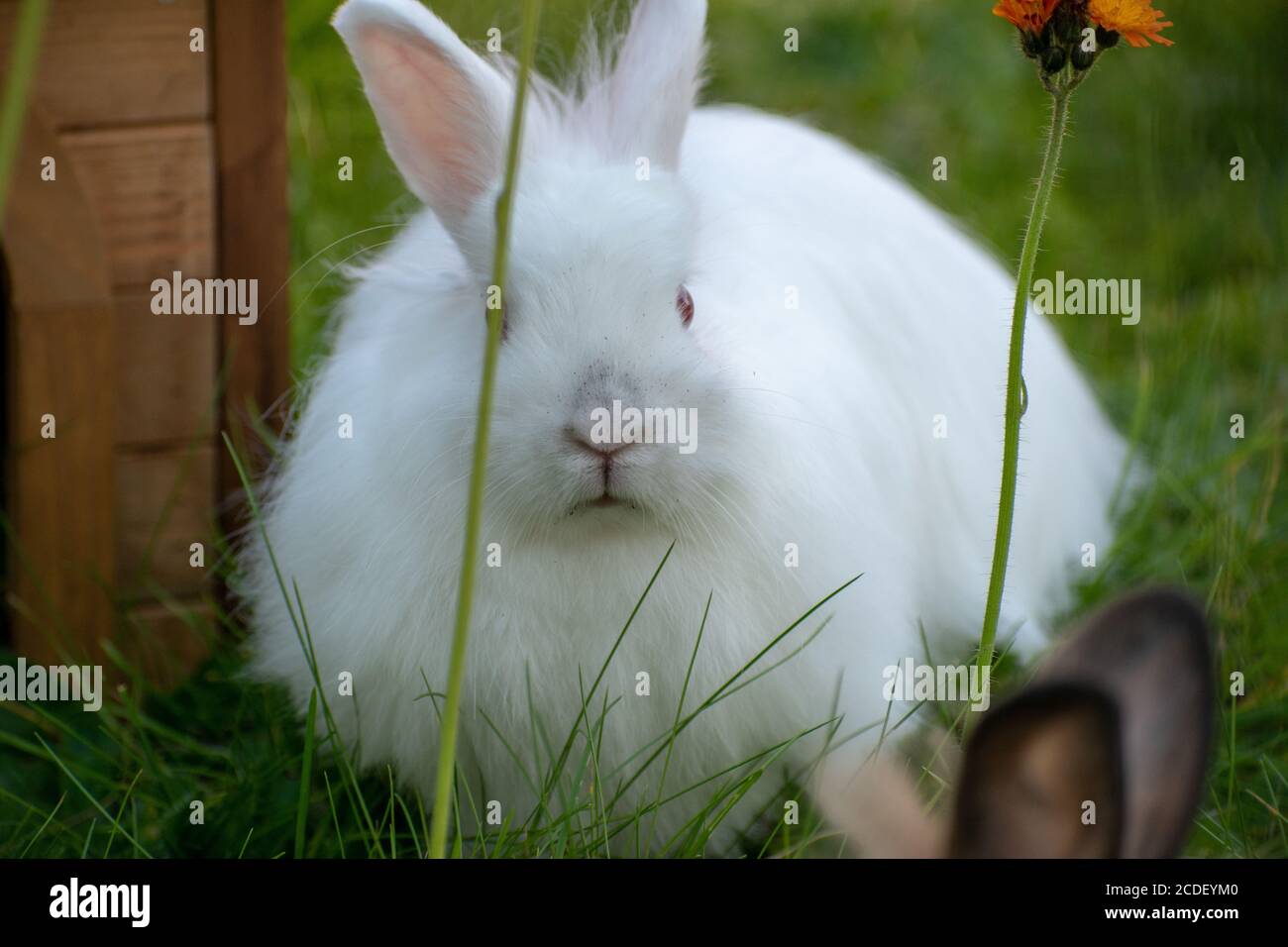 Closeup shot of a cute white fluffy bunny with red eyes Stock Photo - Alamy