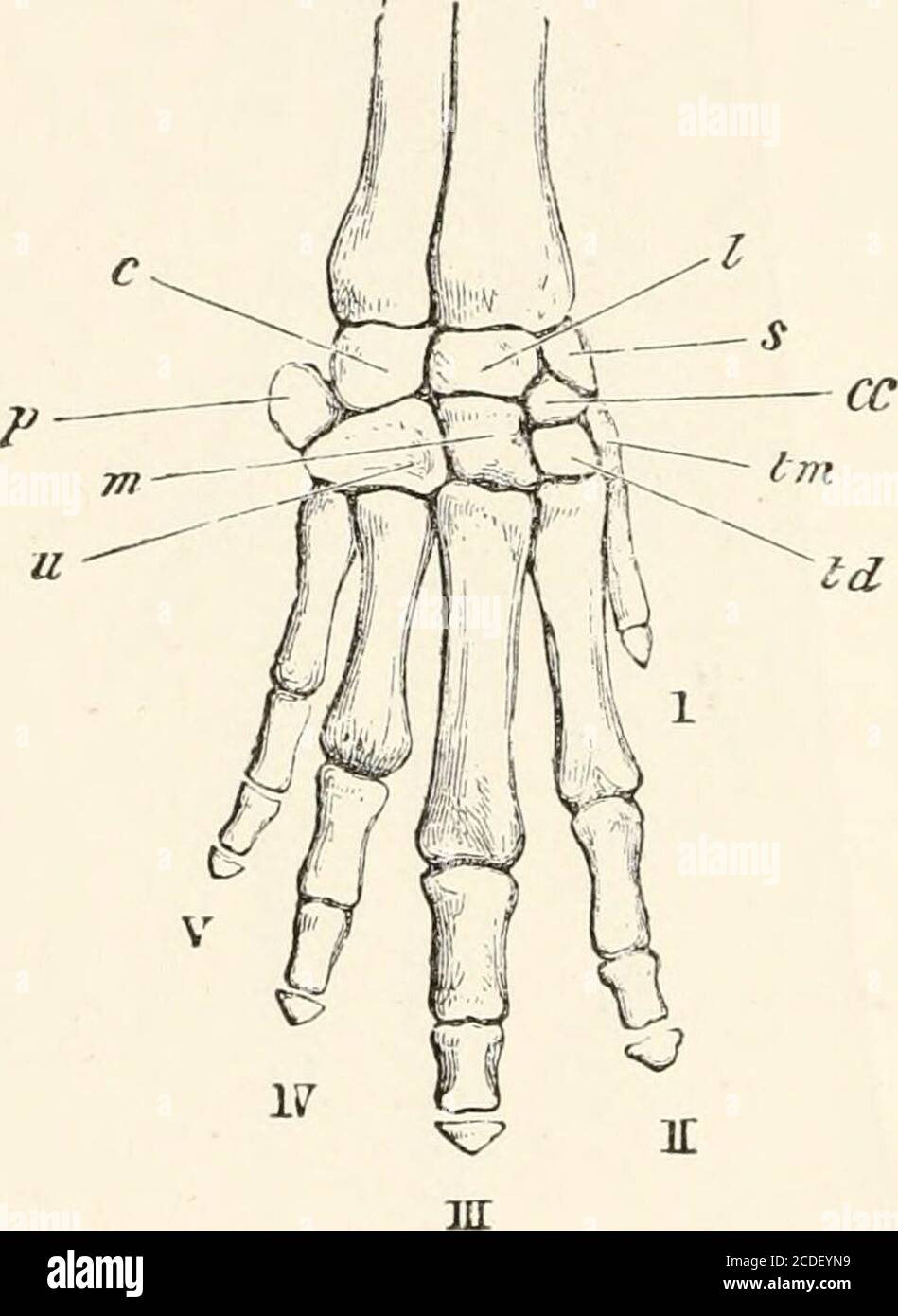 . An introduction to the osteology of the mammalia . has three. i G. E ...