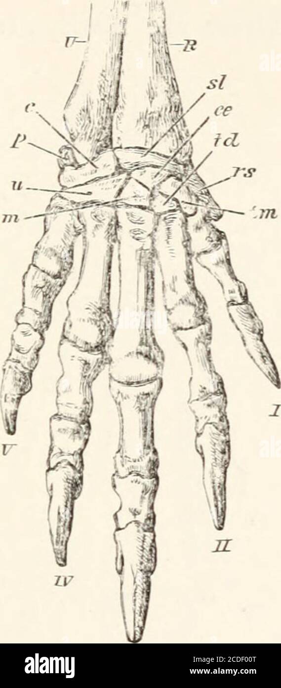 . An introduction to the osteology of the mammalia . u FIG. 95. —Bones ...