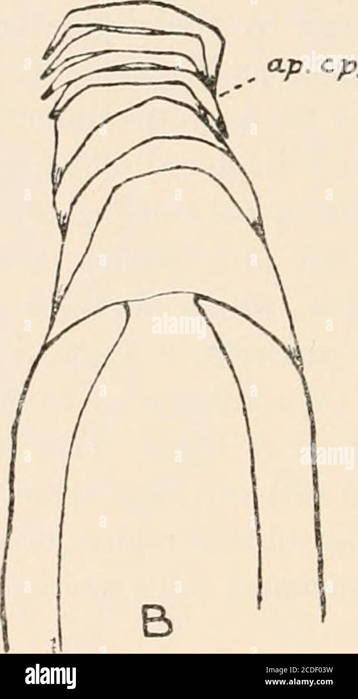 . Algæ. Vol. I. Myxophyceæ, Peridinieæ, Bacillarieæ, Chlorophyceæ ...