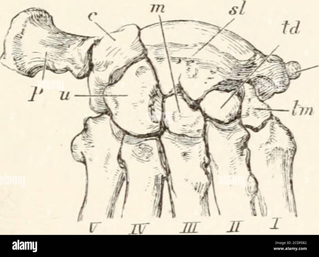 Appendicular skeleton hi-res stock photography and images - Alamy