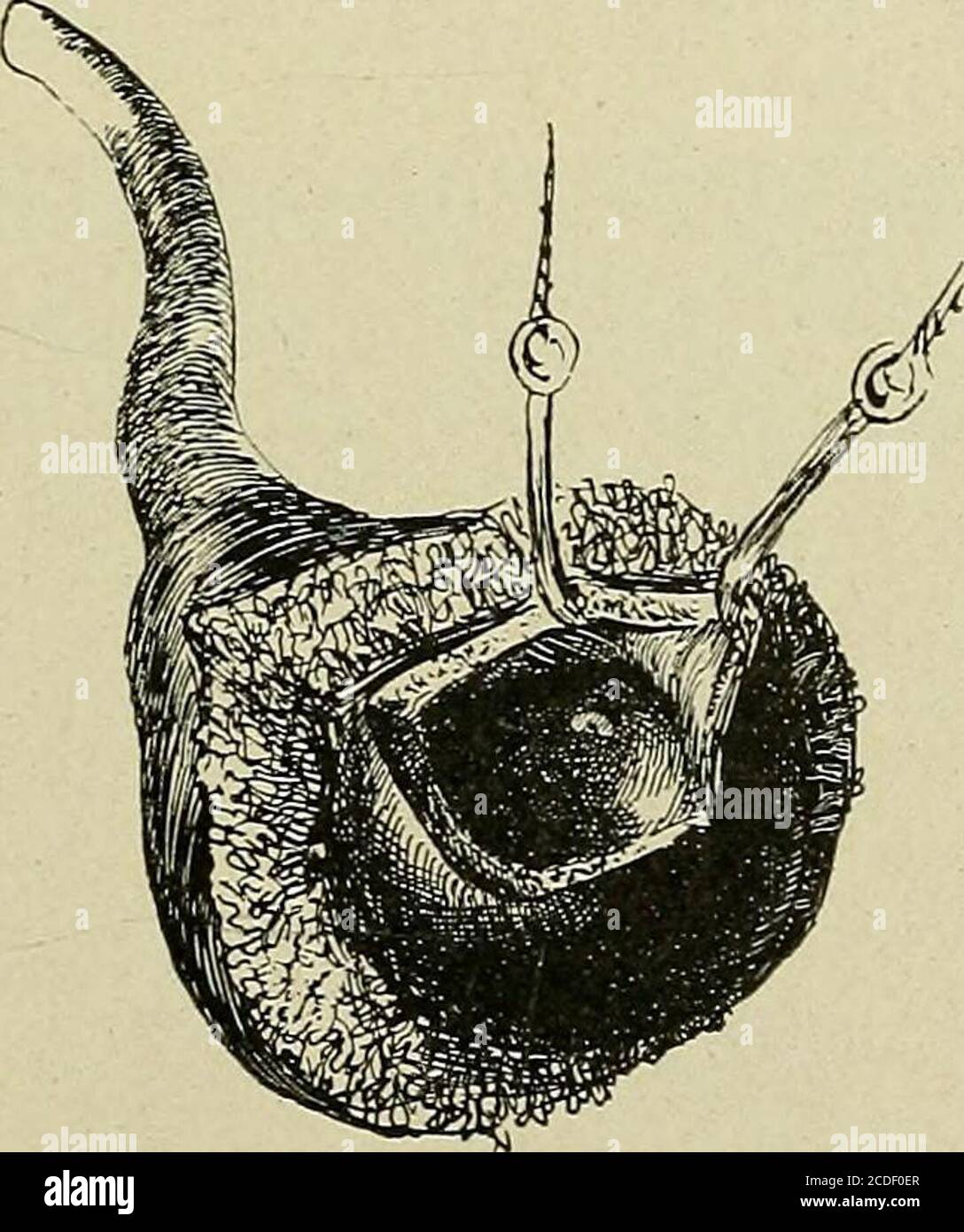 . A study of the causes underlying the origin of human monsters : third ...