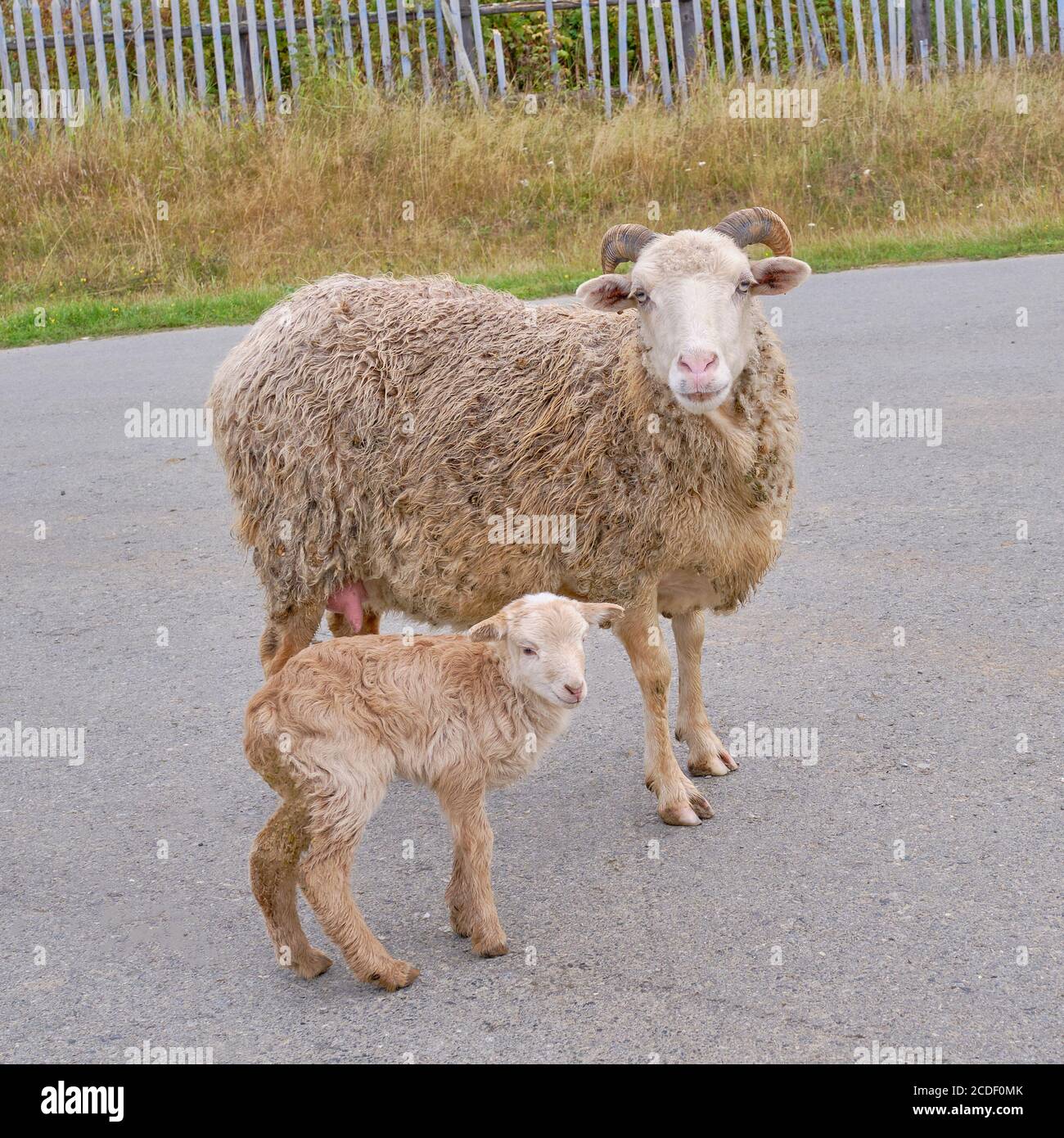Mother and baby animal touching hi-res stock photography and images - Alamy