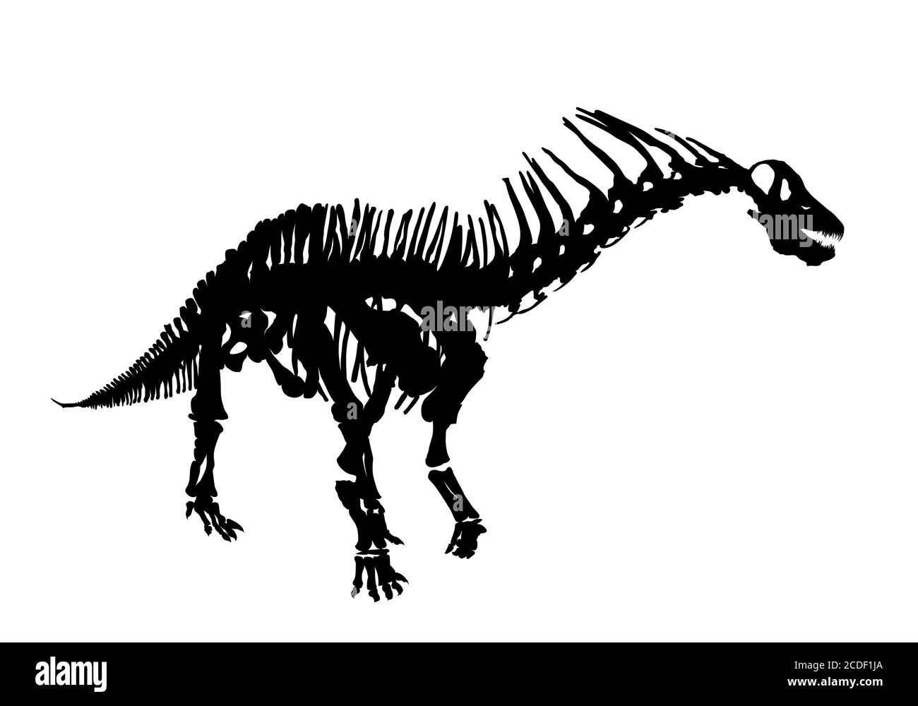 Prehistoric mammal skeleton Black and White Stock Photos & Images - Alamy