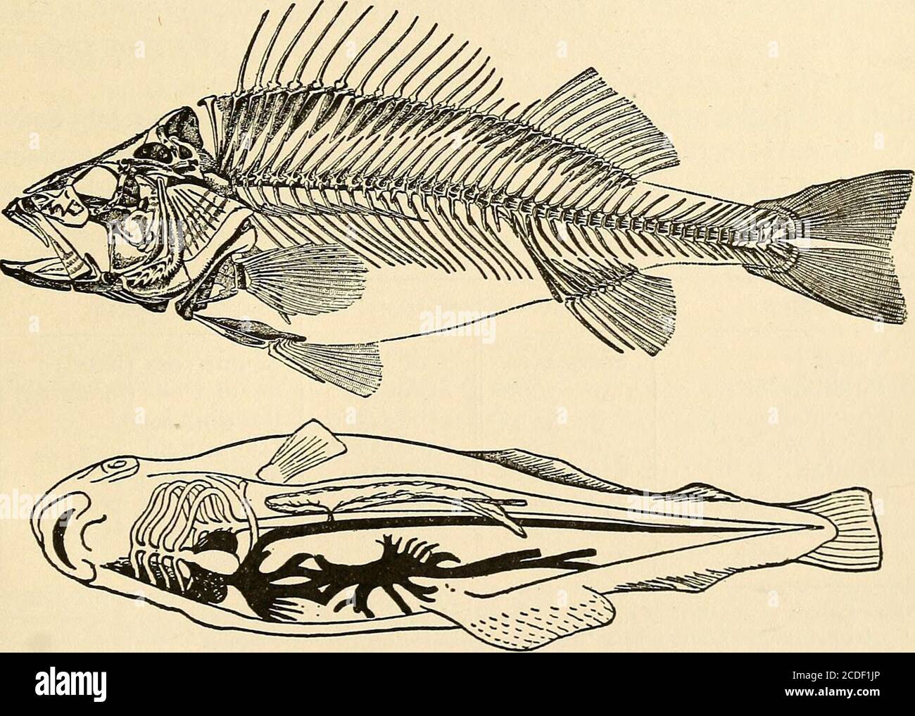 . Food; what it is and does . preserved frozen in slabs of ice ...