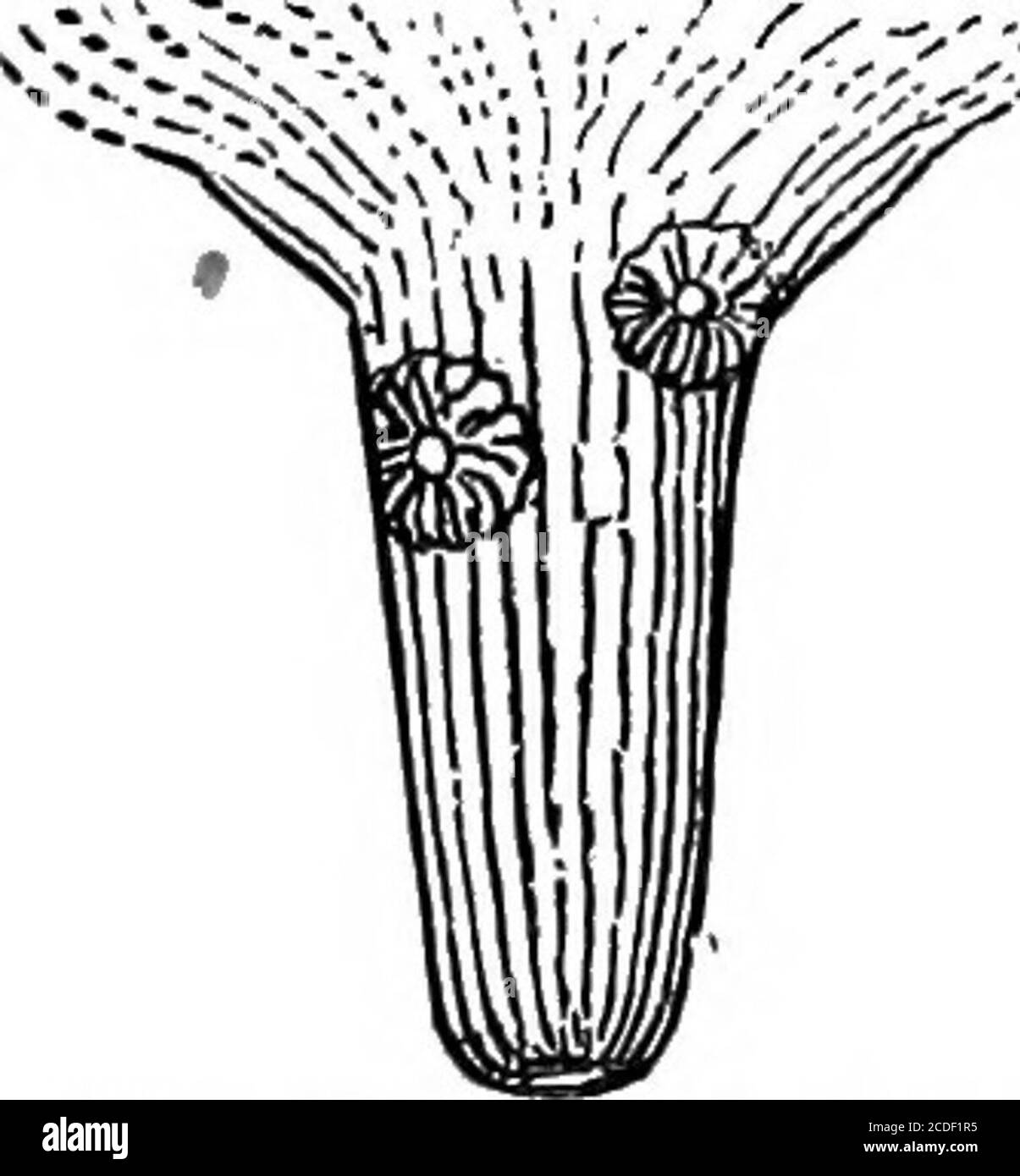 Pitted spots Black and White Stock Photos & Images - Alamy