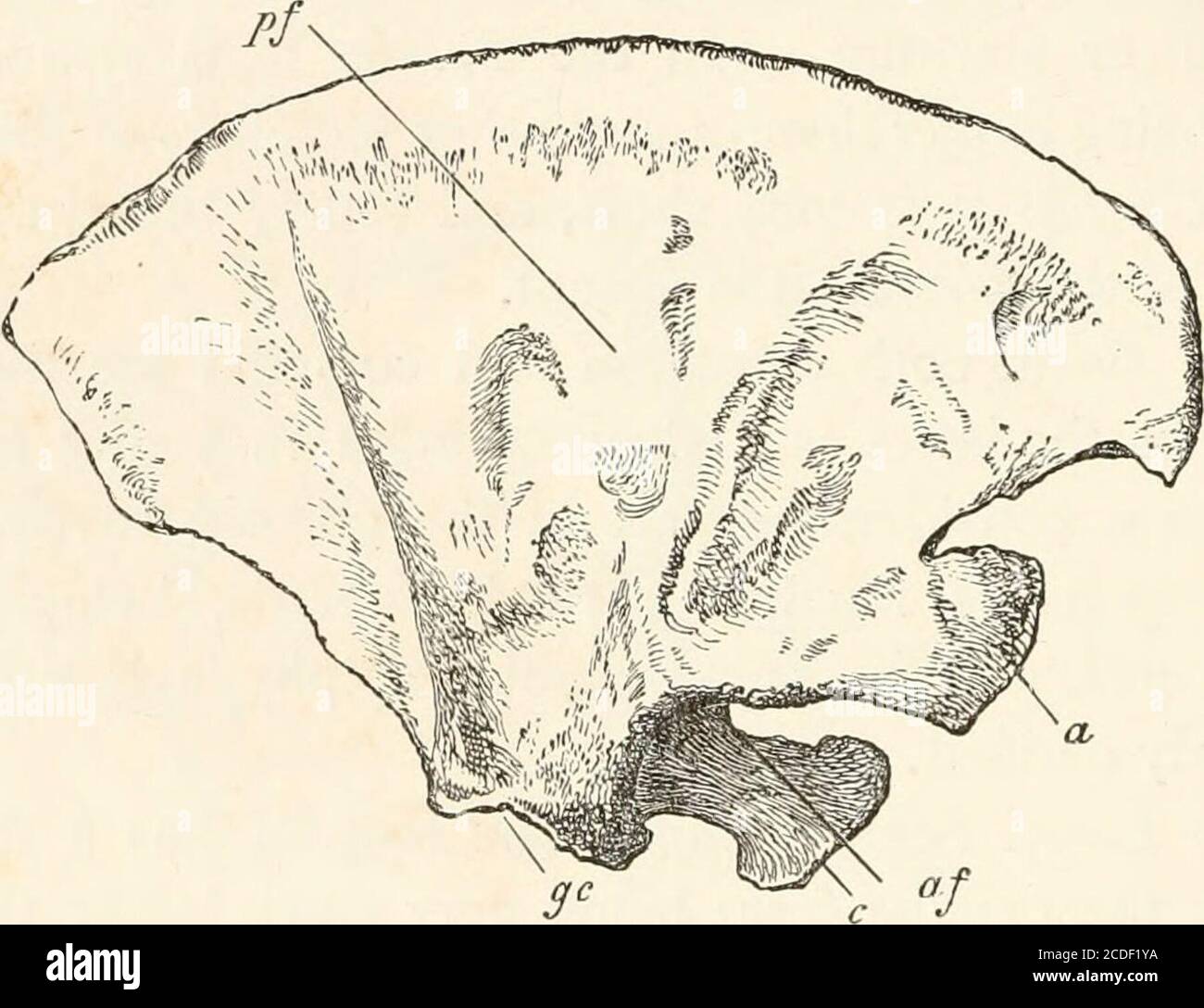 . An introduction to the osteology of the mammalia . ipedia have ...