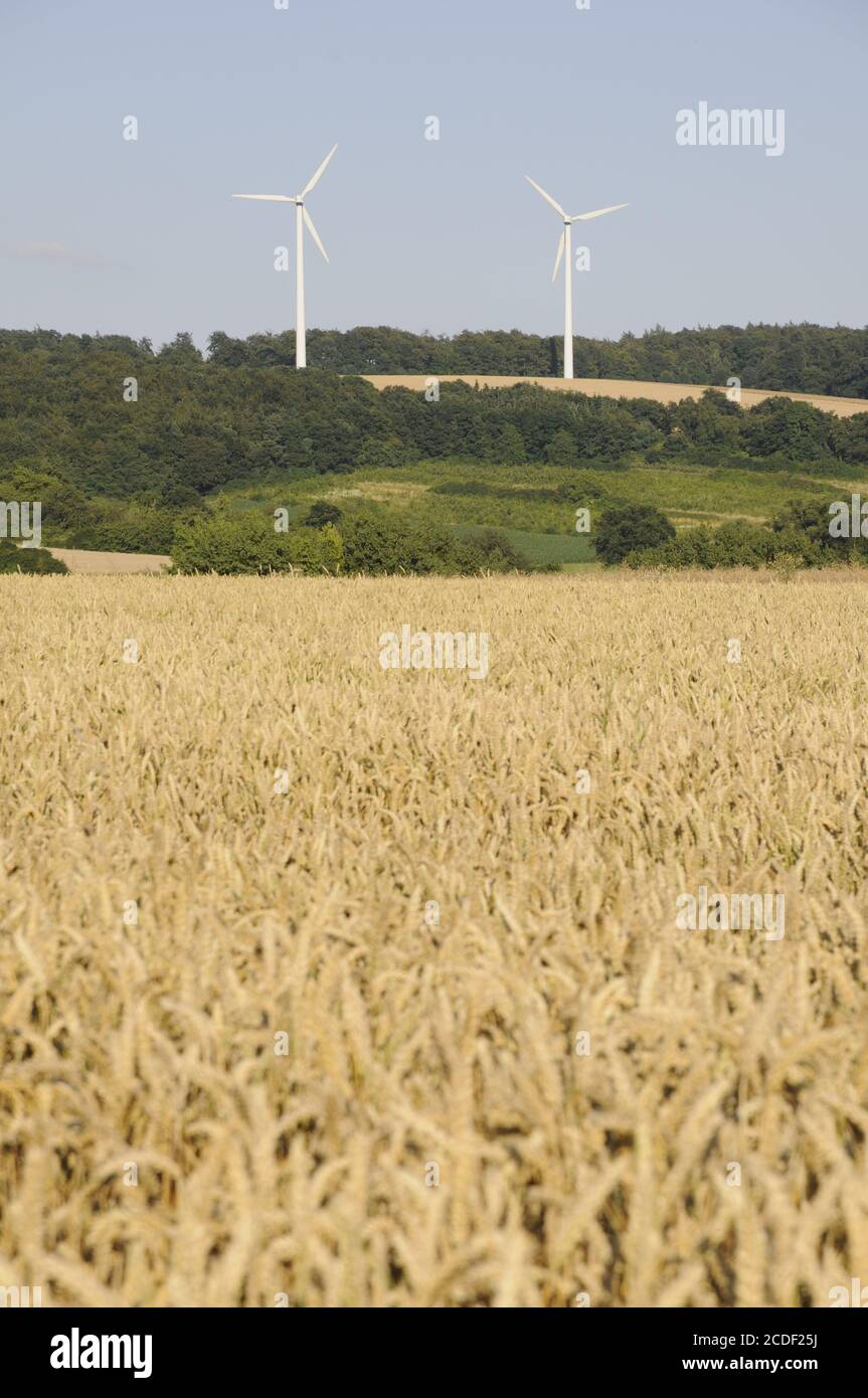 Grain field with wind turbines Stock Photo - Alamy