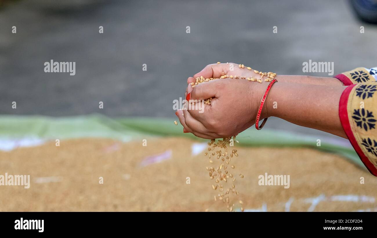 Farmer holding grains in her hands Closeup. Female cupped hands pouring ...