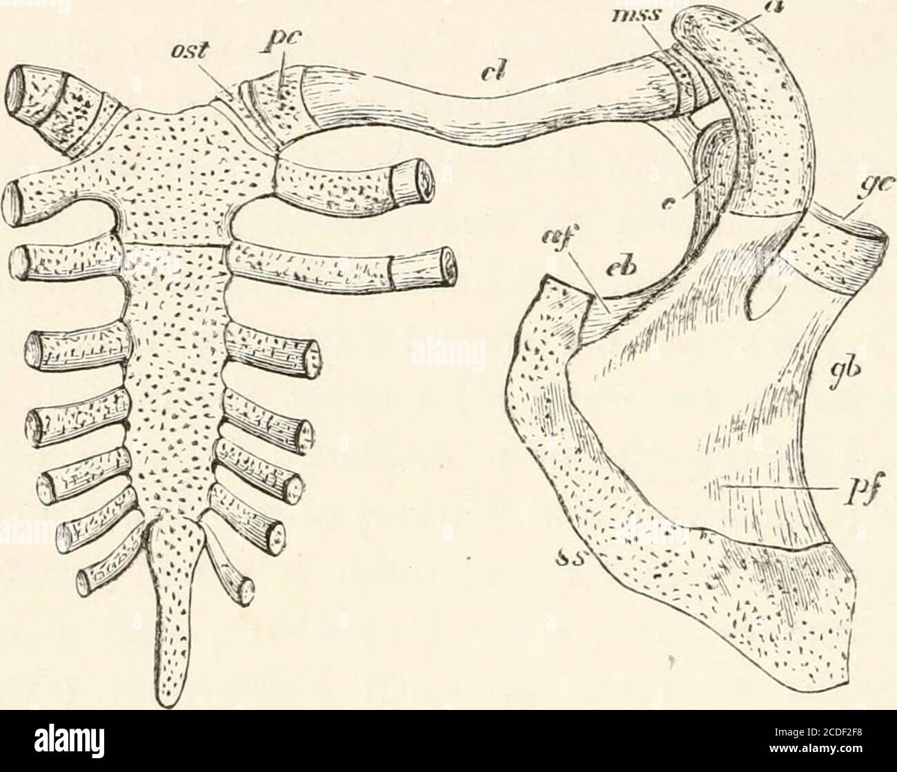 . An introduction to the osteology of the mammalia . nd episternum by ...