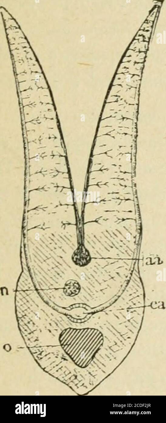 Gill filaments hi-res stock photography and images - Alamy